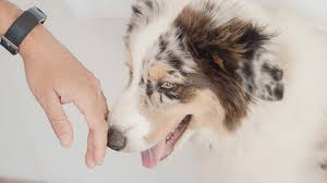 Services - Dog Wisdom Workshop