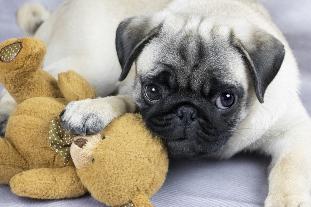 How to Train a Dog With Mom's Goldilocks Rule - Dog Wisdom Workshop